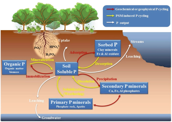 Microbial Contributions to Nutrient Cycling and Soil Fertility ...