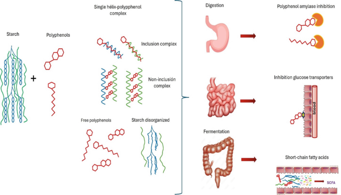 Starch Stabilizing Bioactive Compounds | SpringerLink