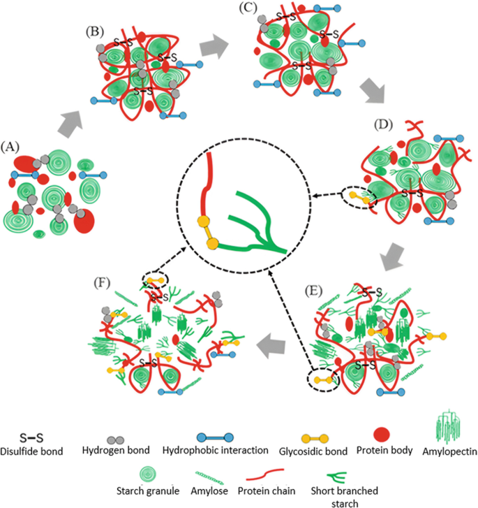 Starch Stabilizing Proteins | SpringerLink