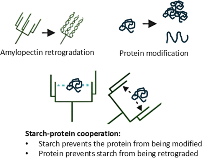 Starch Stabilizing Proteins | SpringerLink