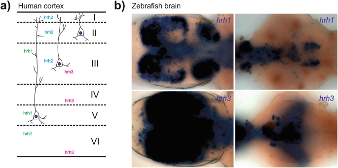 Identification, Signaling, and Physiological Roles of Zebrafish ...