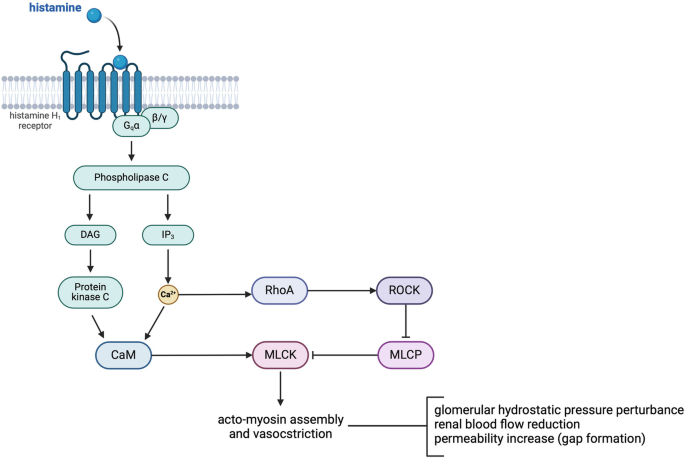Histamine Function and Dysfunction in the Kidney | SpringerLink