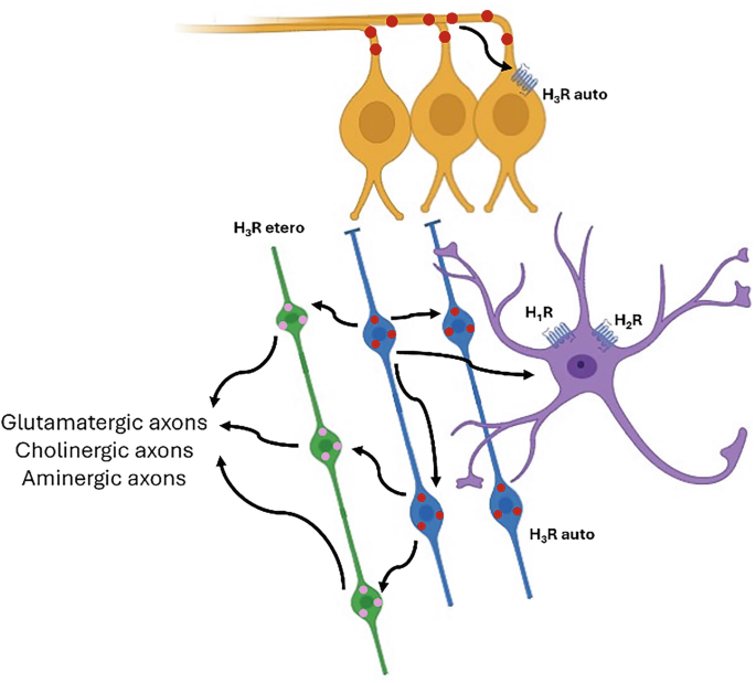 Role of Histamine Receptors in the Eye | SpringerLink