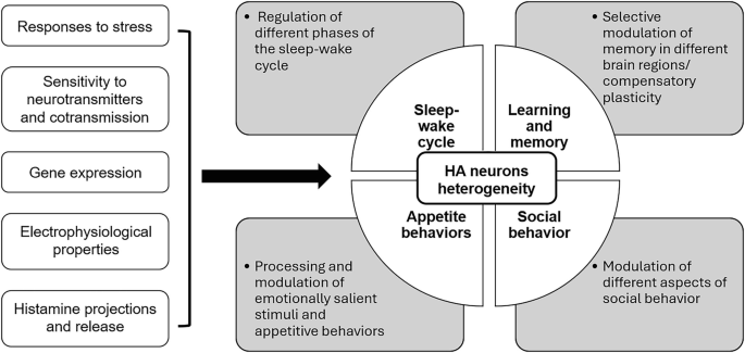 The Evolving Landscape of Histaminergic Neurons’ Heterogeneity ...