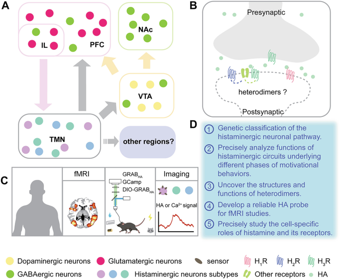 Histamine and Its Receptors in the Regulation of Motivation | Springer ...