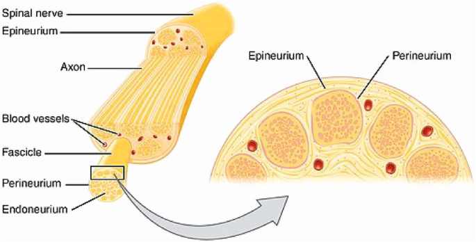 Nerve Transfers, Repairs, and Complex Amputation | Springer Nature Link ...