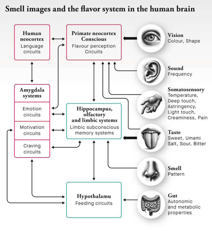 The Hippocampus and Cortical Networks | SpringerLink