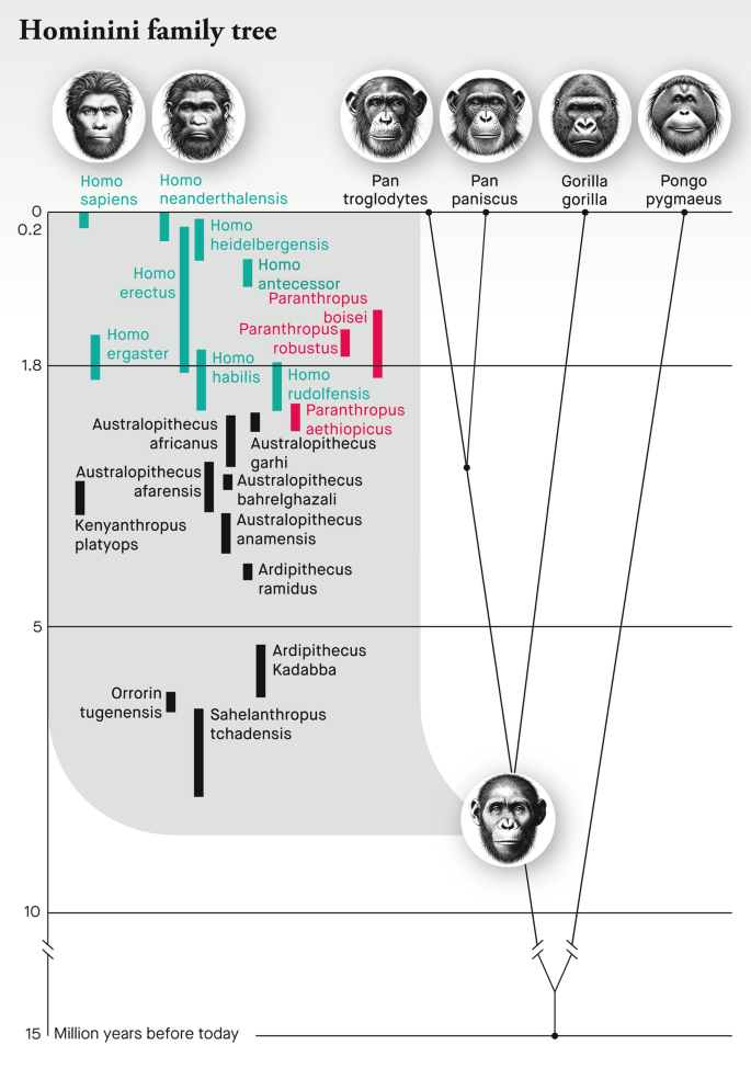 The Habitat and Diet of Our Early Ancestors | SpringerLink