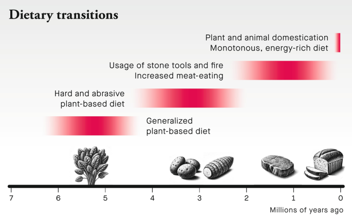 The Development of Homo | Springer Nature Link (formerly SpringerLink)
