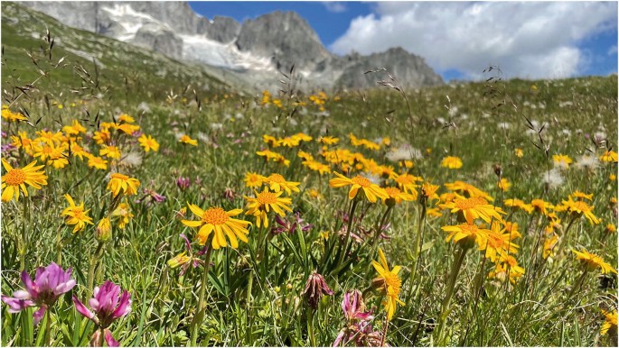 The Mountain Environment, Its Biodiversity, and Home of Rare Plant ...