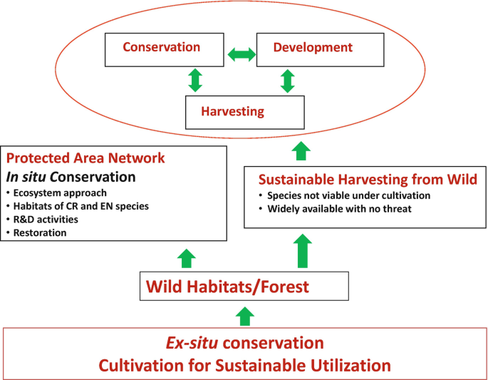 Cultivation and Conservation of High Value Medicinal and Aromatic ...