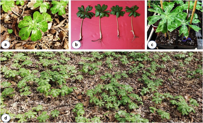 Conservation and Propagation of Podophyllum hexandrum Royle: A Rare and ...