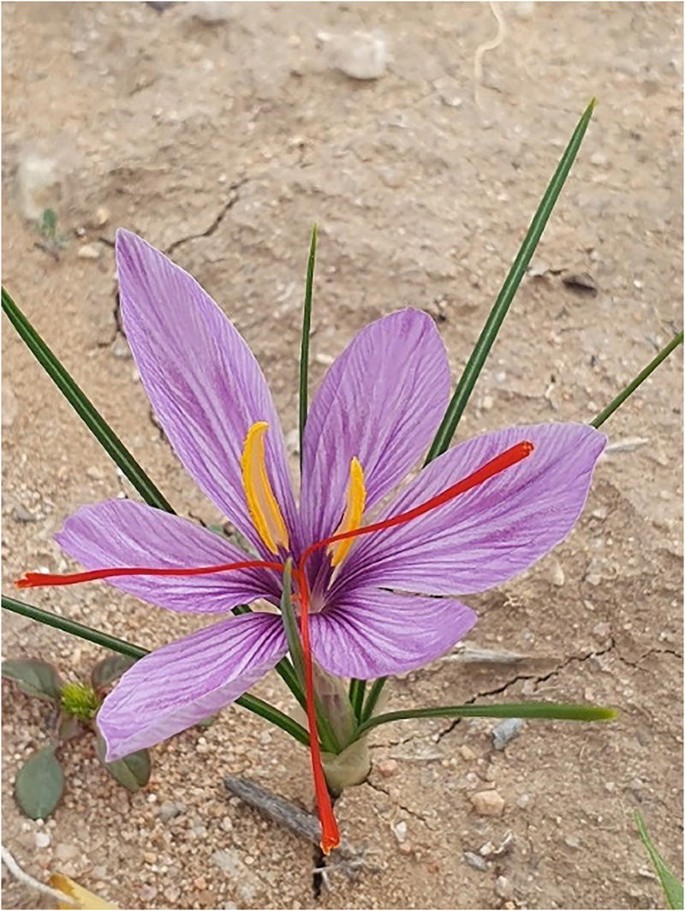 Elevated Remedies: The Botany, Conservation, and Cultivation of Saffron ...