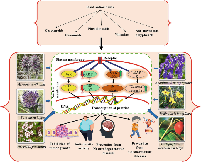 Pharmaceutical Potentials of Alpine Plants: A Special Reference to ...