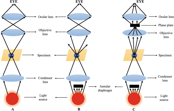 Basics of Light Microscopy and Fluorescence Imaging | SpringerLink