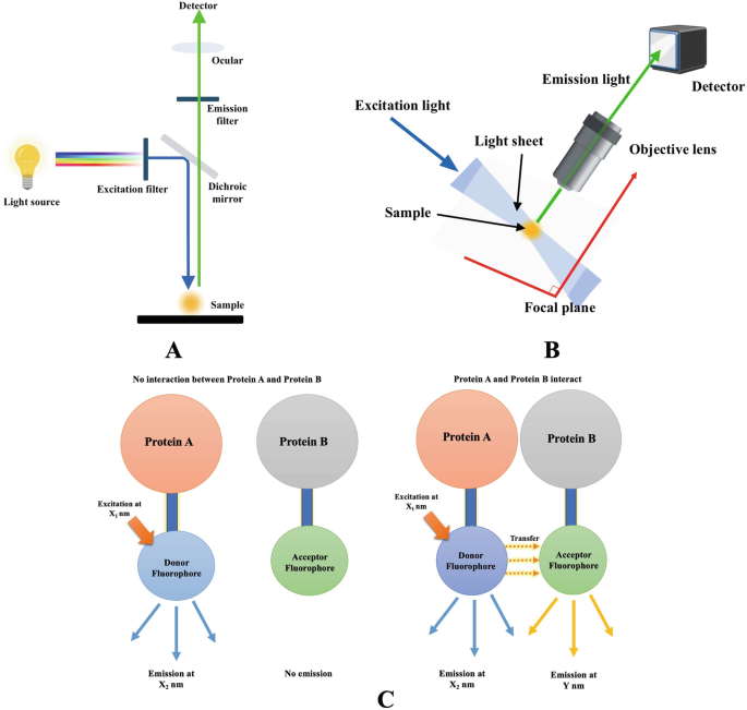 Basics of Light Microscopy and Fluorescence Imaging | SpringerLink