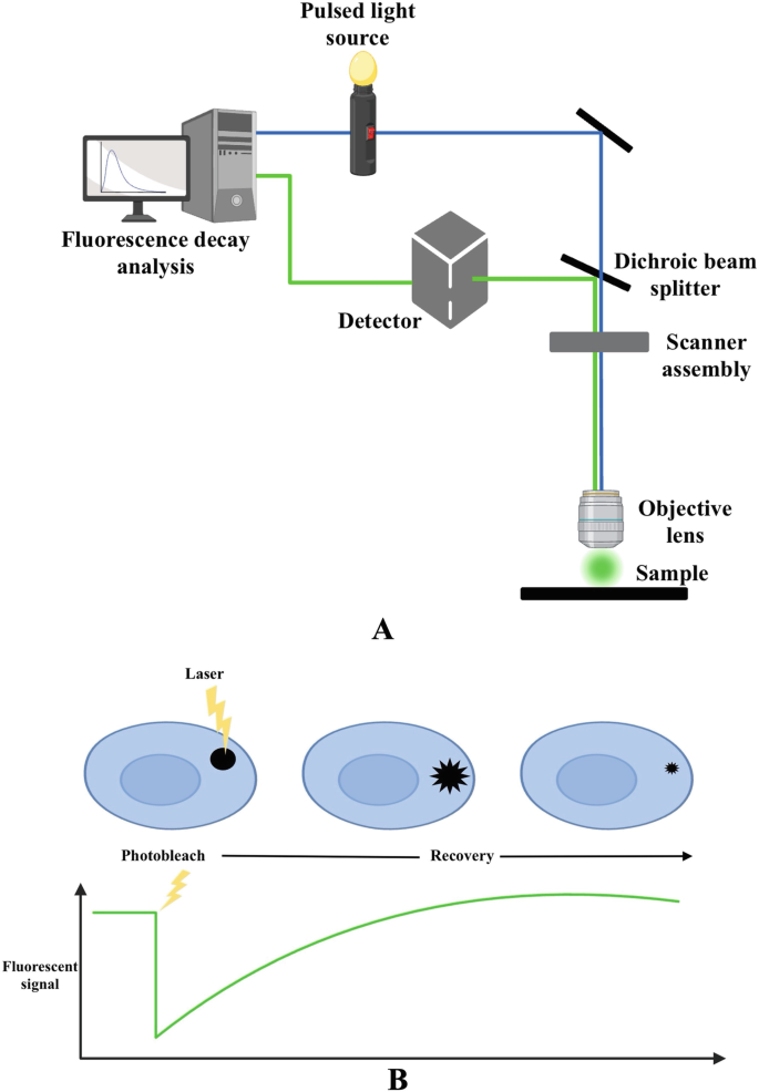 Basics of Light Microscopy and Fluorescence Imaging | SpringerLink