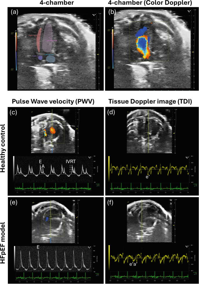 Applications of Ultrasound (US) Imaging in Preclinical Research ...