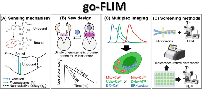 Bioengineering Applications of Light Microscopy and Fluorescence ...