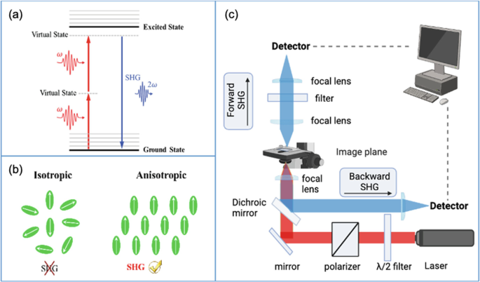 Second Harmonic Generation Imaging in Preclinical Research | Springer ...