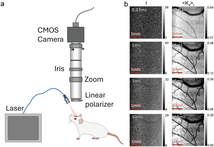 Laser Speckle Contrast Imaging in Preclinical Research: Recent Advances ...