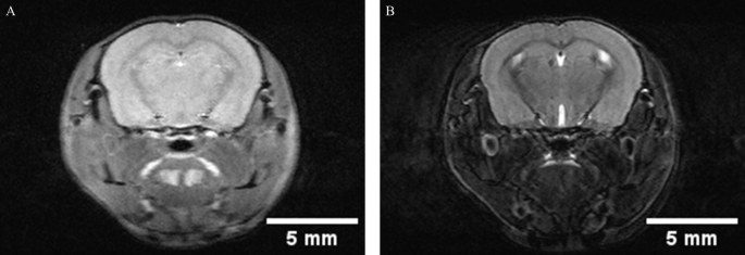 Basic Principles and Preclinical Applications of Magnetic Resonance ...