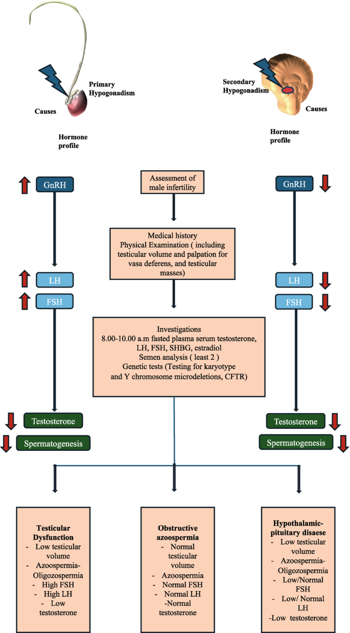 Management of Primary Hypogonadism in Men with NOA | Springer Nature Link