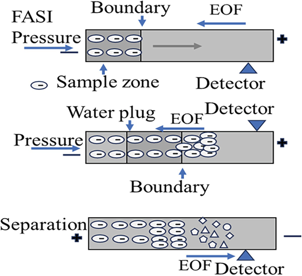 Capillary Electrophoresis (CE) for High Resolution Food Component ...