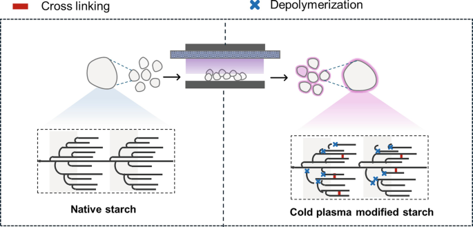 Advancing Millet Processing with Cold Plasma: Practical Applications ...