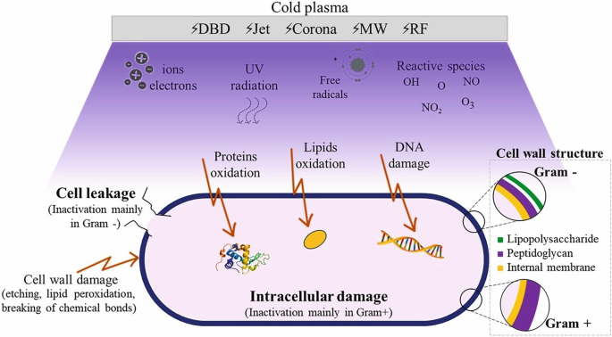 Advancing Millet Processing with Cold Plasma: Practical Applications ...