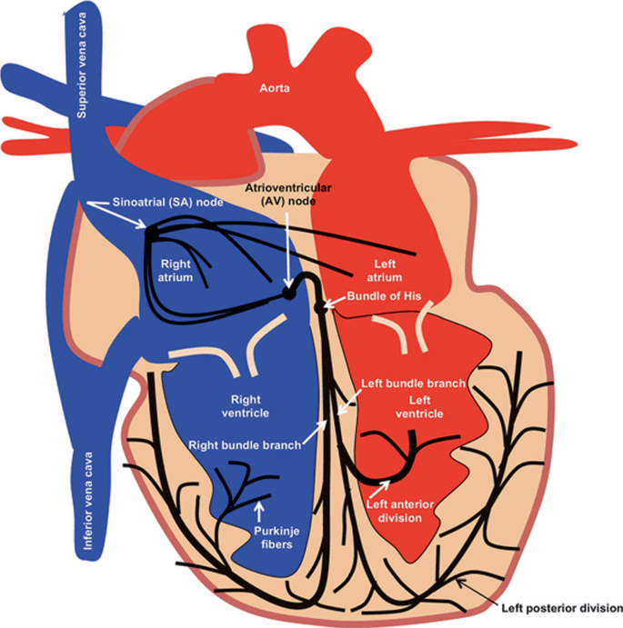 Cardiac Pacemakers | Springer Nature Link (formerly SpringerLink)