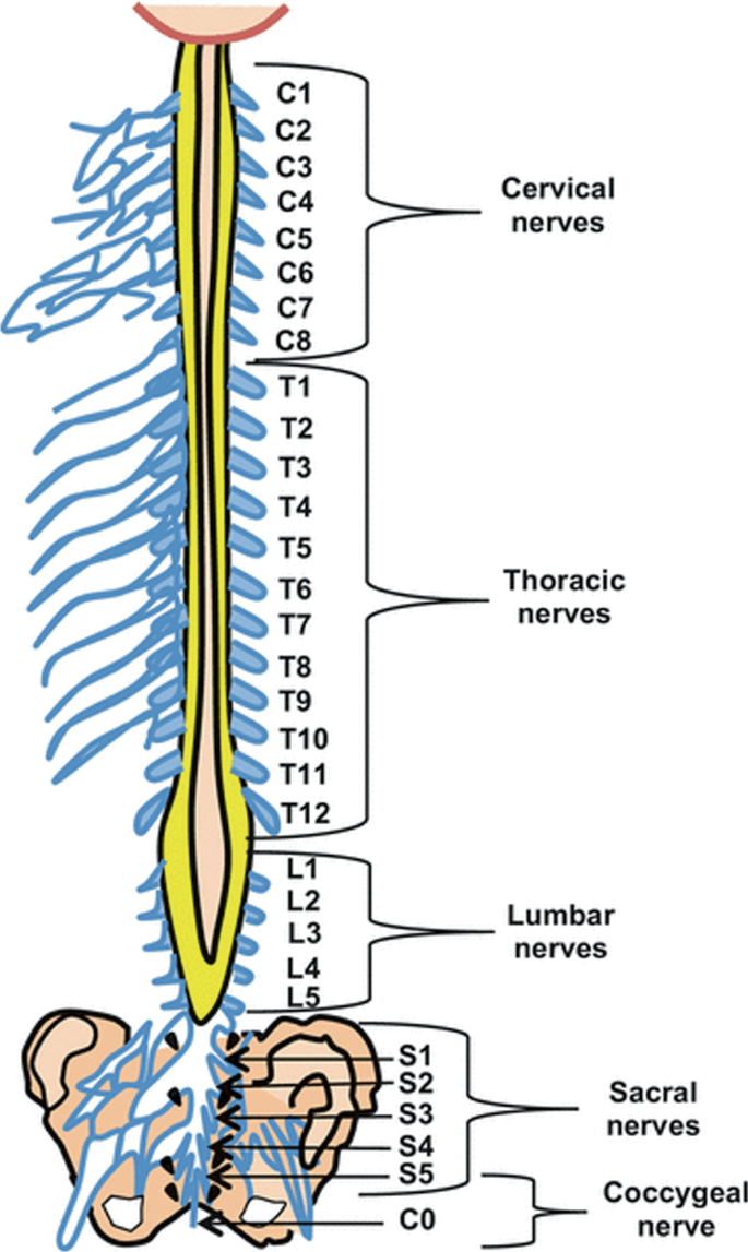 Sacral Nerve Stimulation | Springer Nature Link (formerly SpringerLink)