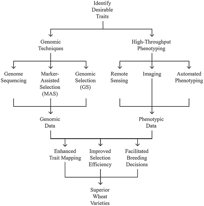 Combination of High-Throughput Phenotyping and Genomics in Precise ...