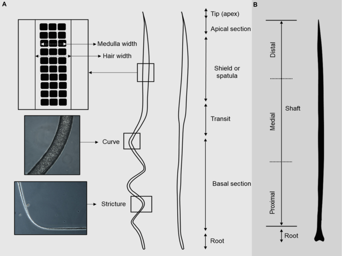 Trichomorphology | SpringerLink