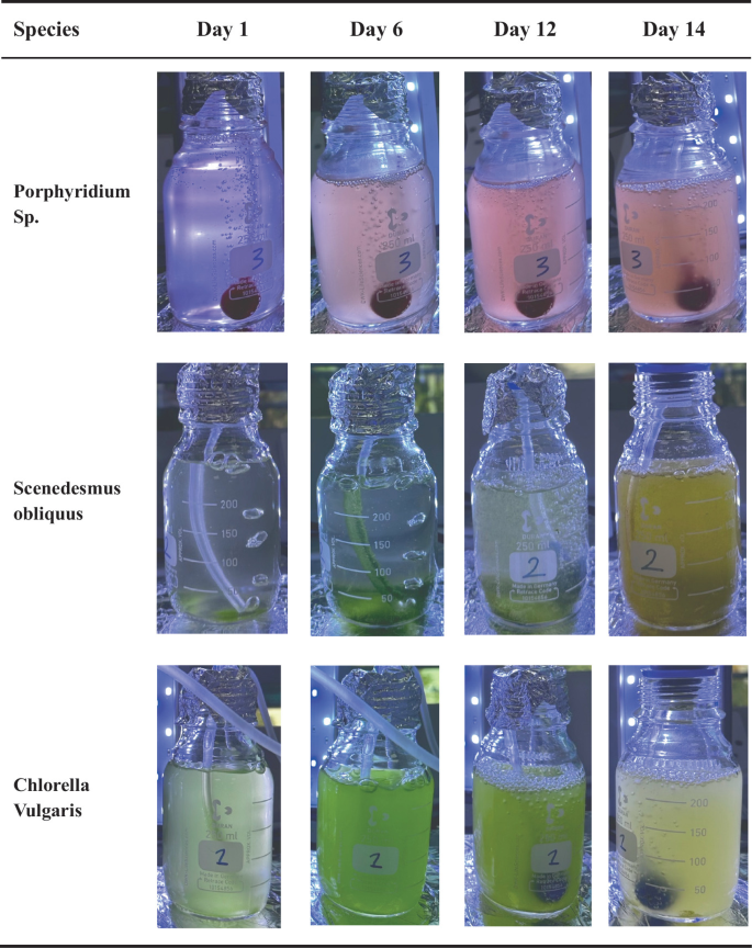 Bio-desalination of Saline Water Using Microalgae as an Environmentally ...