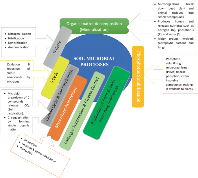 Quantifying the Impact of Climate Change on Soil Microbial Processes: A ...