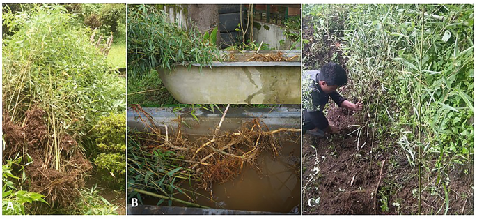 Bamboo Breeding: Current Status and Future Prospects | SpringerLink