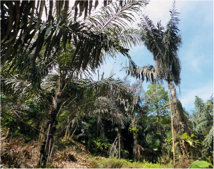 Recent Advances in Sugar Palm (Arenga pinnata Wumb. Merr ...