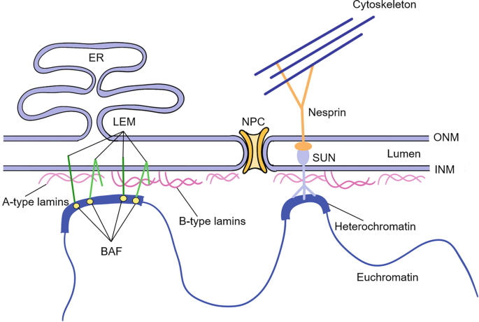 Tubular Lamin- and Emerin-Lined Nuclear Envelope Invaginations Isolate ...