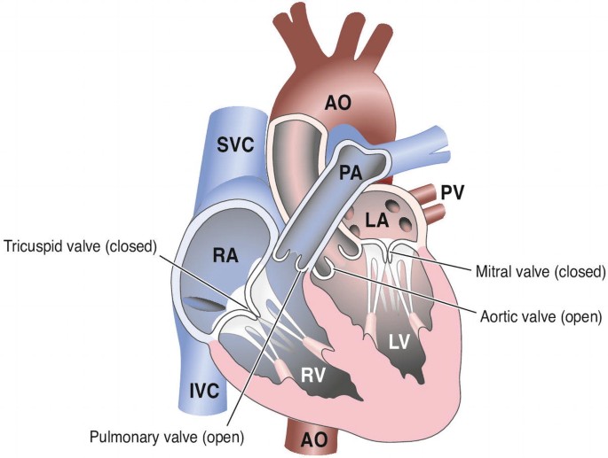 Overview: Your Heart | Springer Nature Link
