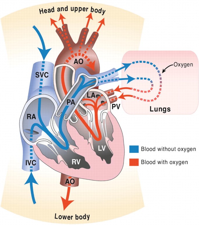 Overview: Your Heart | Springer Nature Link