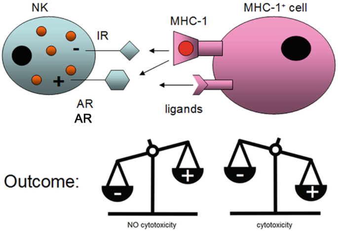 Antibody-Dependent Cell-Mediated Cytotoxicity (ADCC) in Cancer ...
