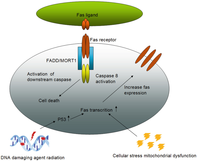Antibody-Dependent Cell-Mediated Cytotoxicity (ADCC) in Cancer ...