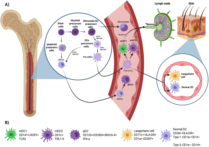 Fundamentals of Dendritic Cells and Their Role in Cancer | SpringerLink