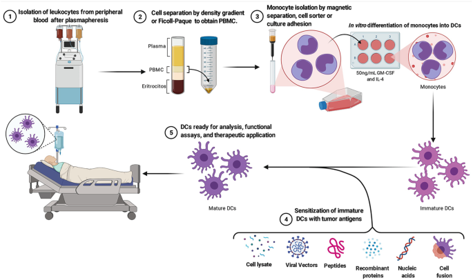 Fundamentals of Dendritic Cells and Their Role in Cancer | SpringerLink