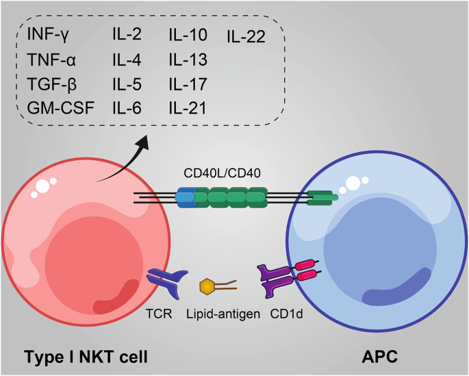 Nature Killer T (NKT) Cells in Cancer | SpringerLink