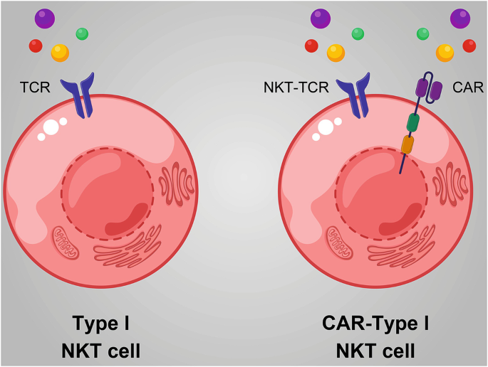 Nature Killer T (NKT) Cells in Cancer | SpringerLink