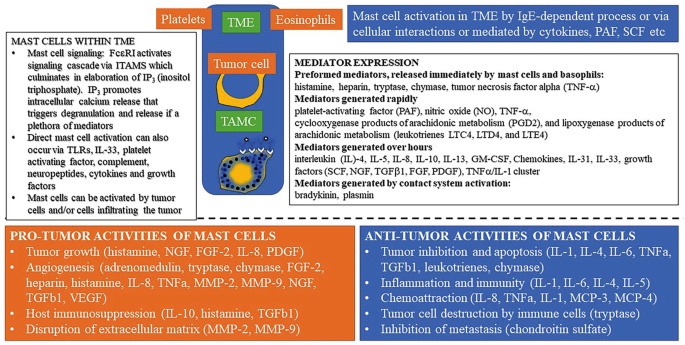 Mast Cells in and Their Cellular Interactions Within the Tumor ...