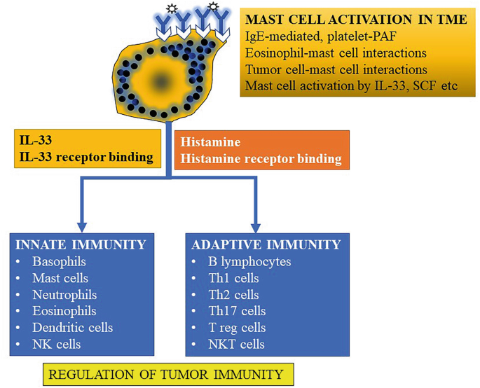 Mast Cells in and Their Cellular Interactions Within the Tumor ...