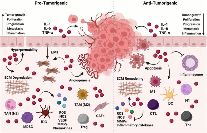 Pro-tumorigenic and Anti-tumorigenic Roles of Pro-inflammatory ...